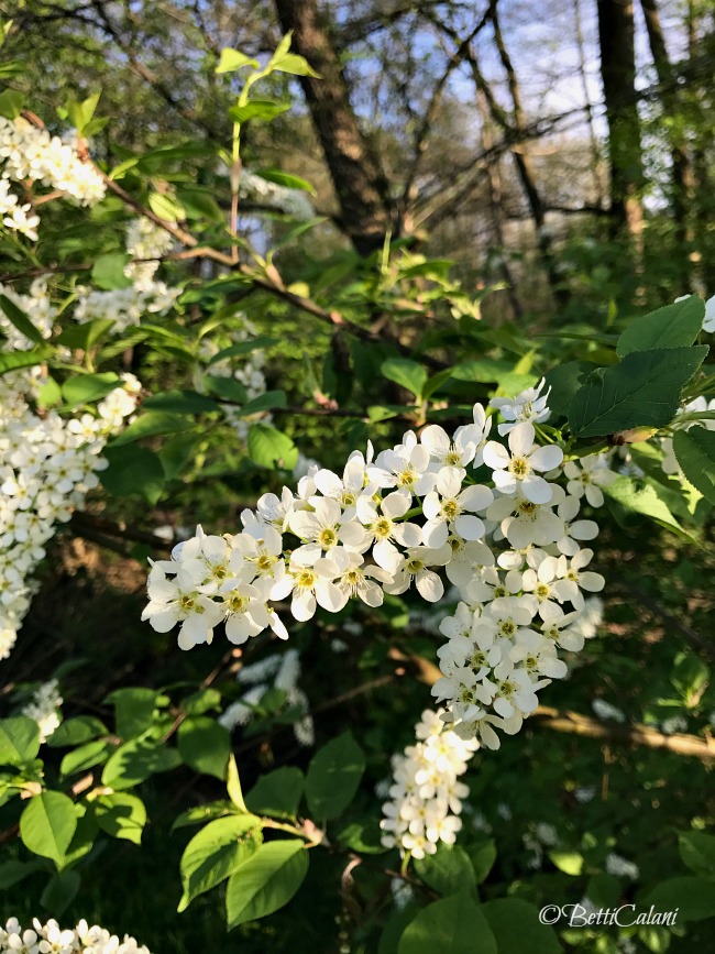 Conoscere il Prunus padus | passeggiandoingiardino