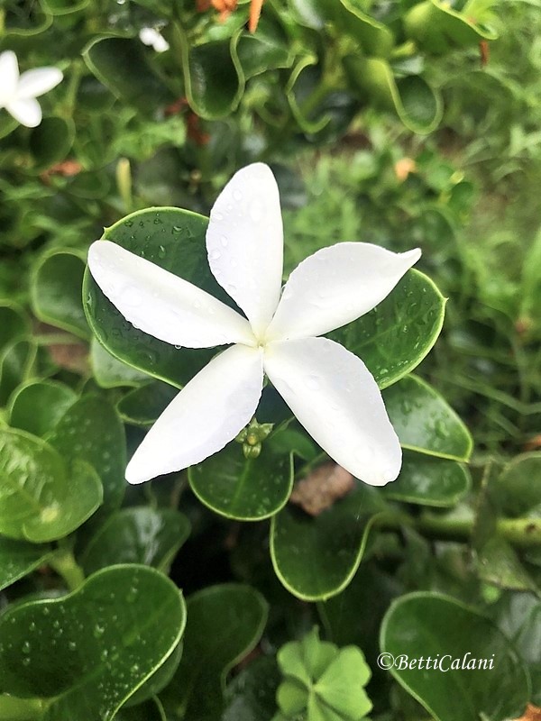 Carissa grandiflora ‘Tuttlei’: fiori bianchi che profumano di gardenia ...