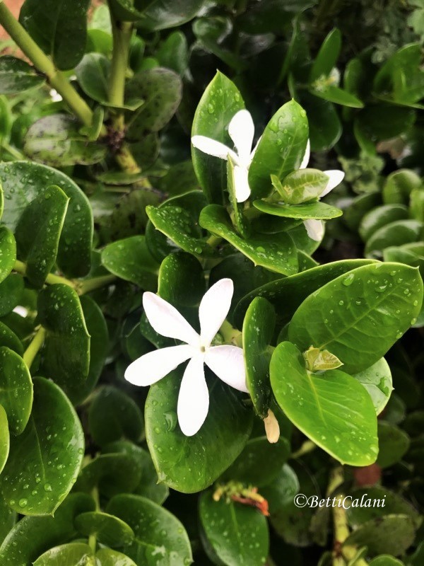 Carissa grandiflora ‘Tuttlei’: fiori bianchi che profumano di gardenia ...